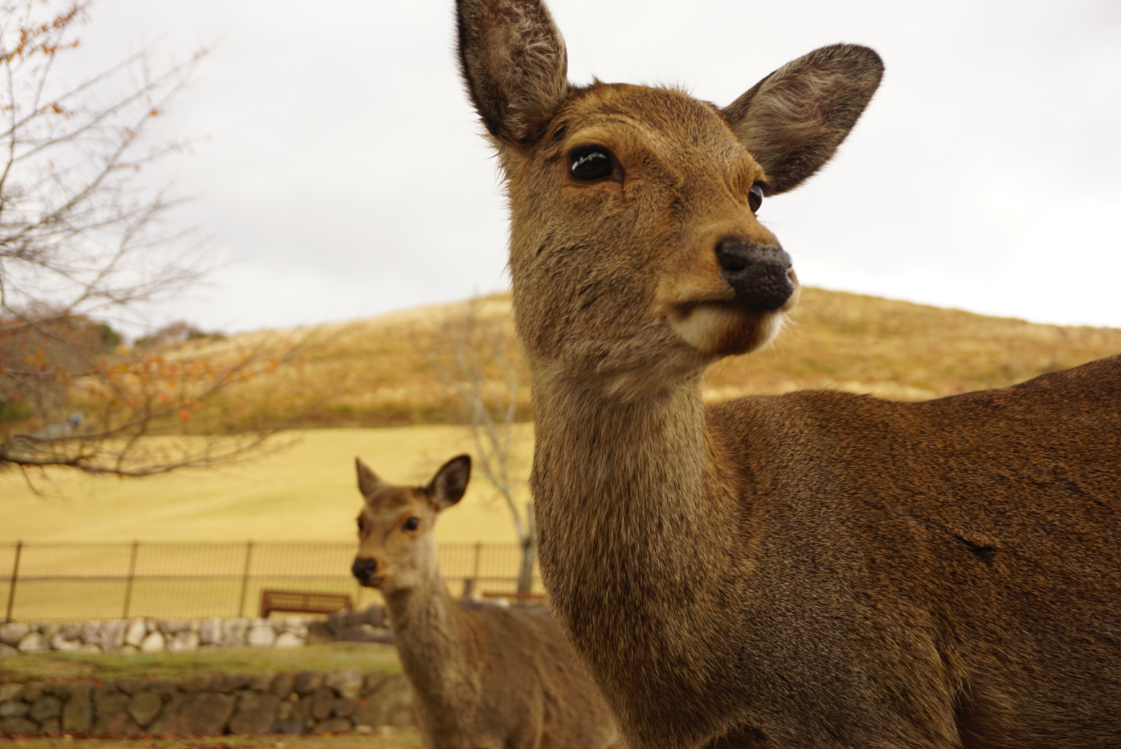 Nara-Land of the Deer – Changing Paths